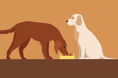 CITMA - A dog by any other name